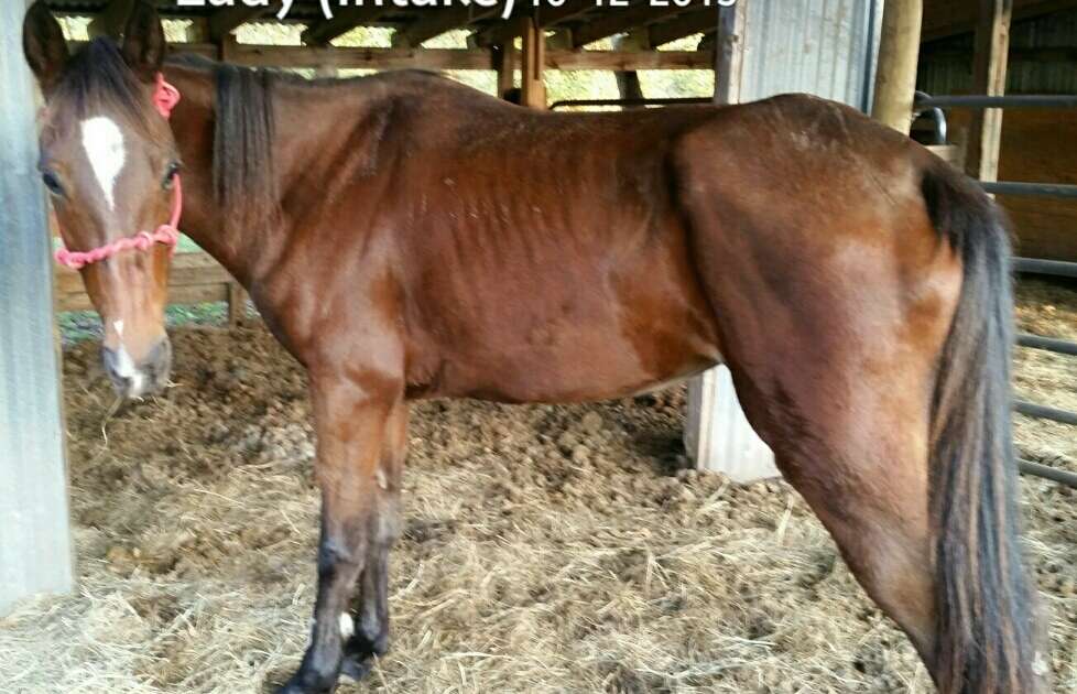 Horse Dumped Like Trash Is Rescued — But Hundreds More Are Waiting ...