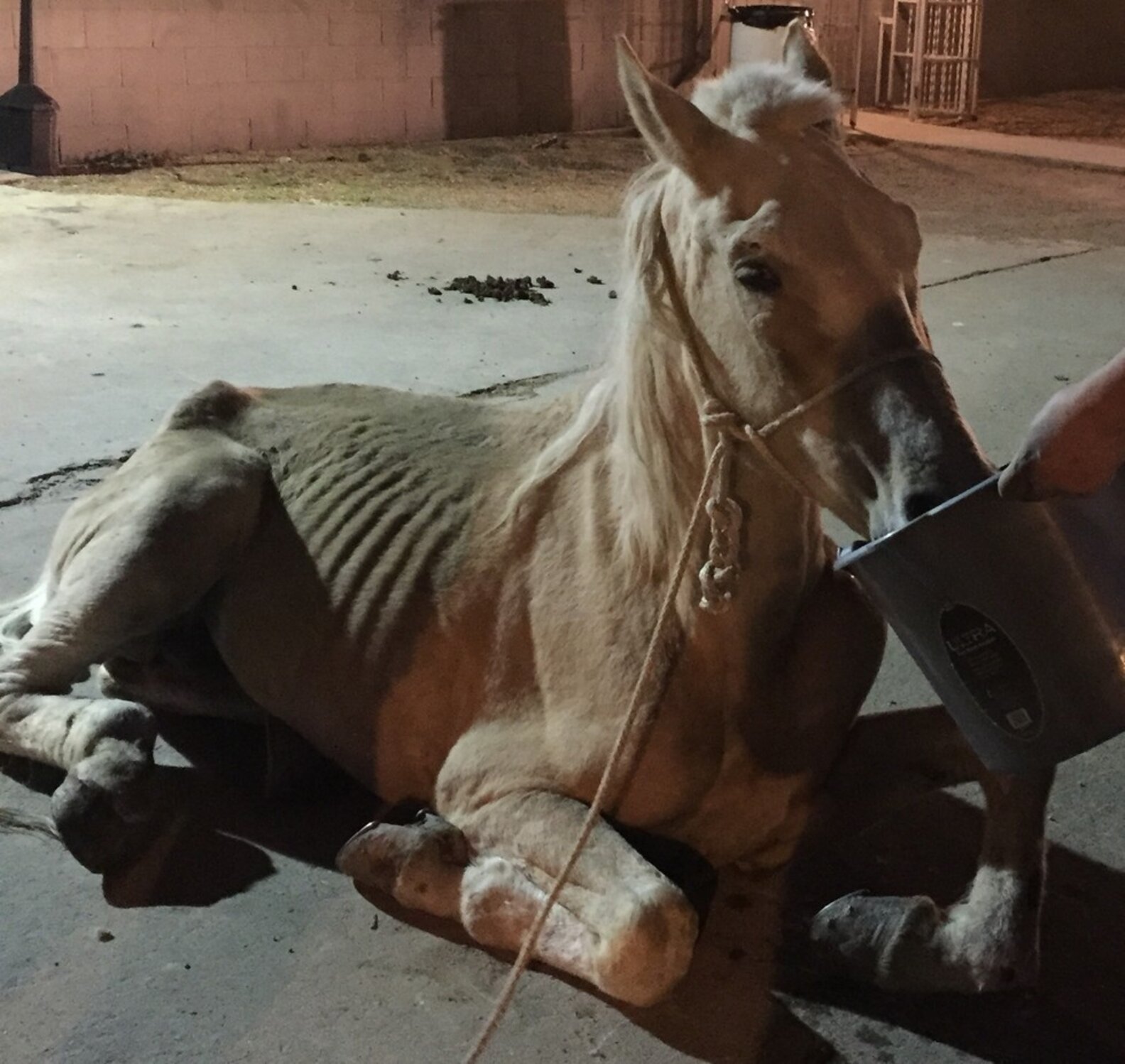 Horse Dumped Like Trash Is Rescued — But Hundreds More Are Waiting ...