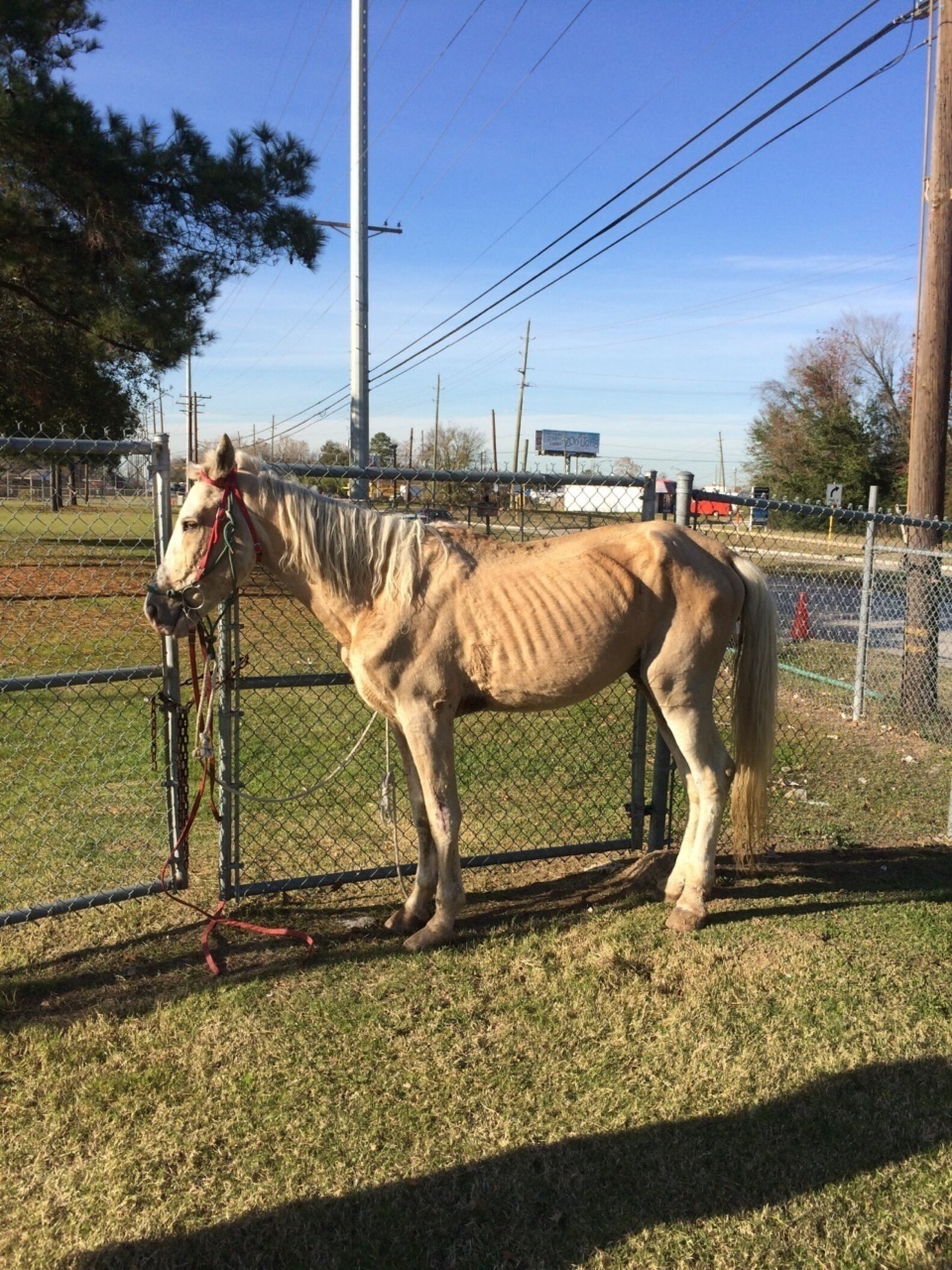 Horse Dumped Like Trash Is Rescued — But Hundreds More Are Waiting ...