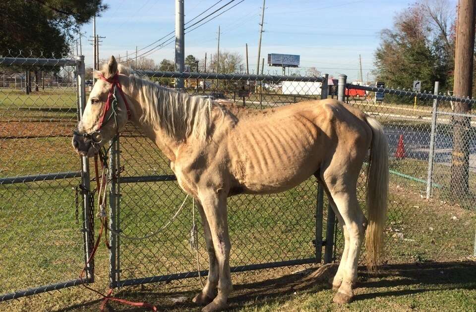 Horse Dumped Like Trash Is Rescued — But Hundreds More Are Waiting ...