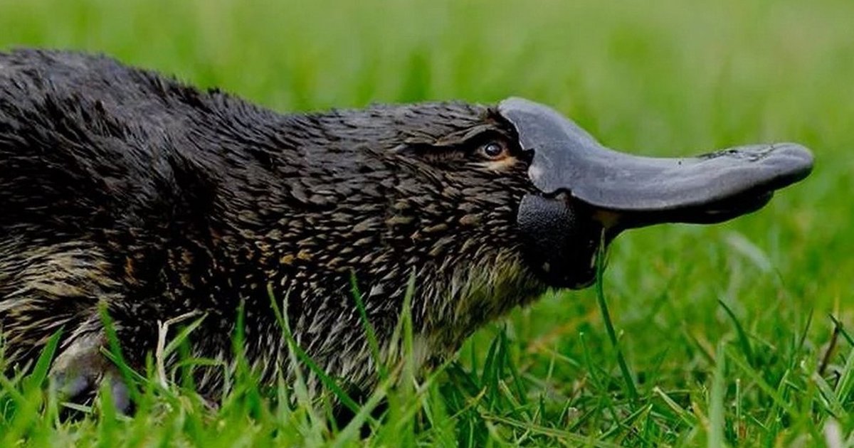 It Took 7 Years To Capture This Extremely Rare Footage Of A Duck-Billed ...