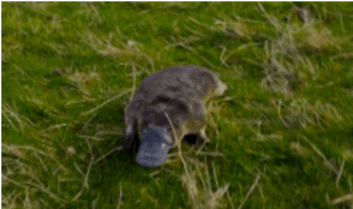 It Took 7 Years To Capture This Extremely Rare Footage Of A Duck-Billed ...