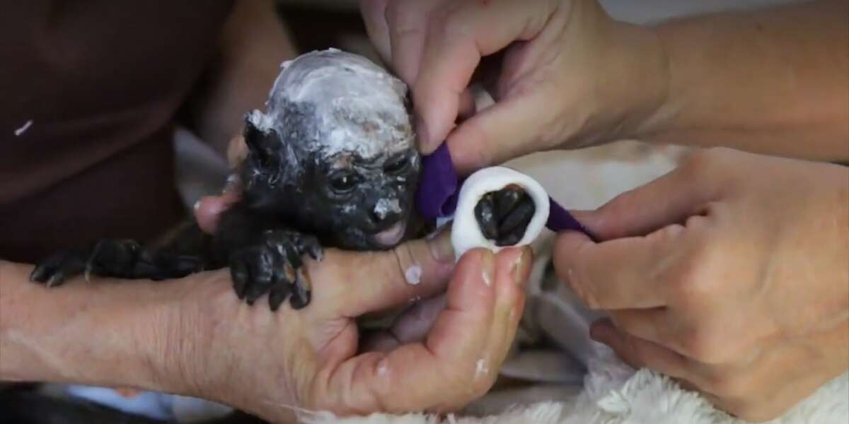 Orphaned Monkeys Are Helping Each Other To Heal - Videos - The Dodo