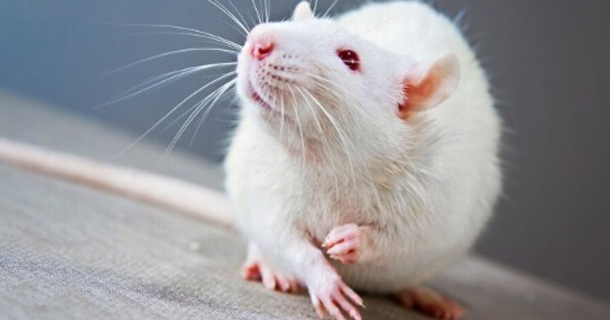 Pet Rat Loves A Good Belly Rub - The Dodo