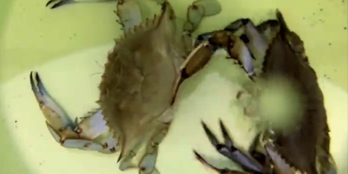 Weirdly Fascinating Footage Shows Crab Shedding His Old Shell - The Dodo