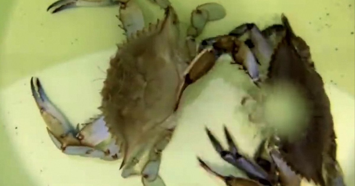 Weirdly Fascinating Footage Shows Crab Shedding His Old Shell - The Dodo