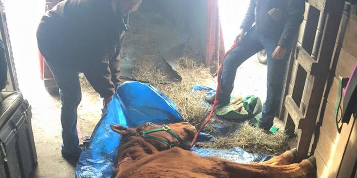 They Were So Weak, This Was The Only Way Rescuers Could Save Them - The ...