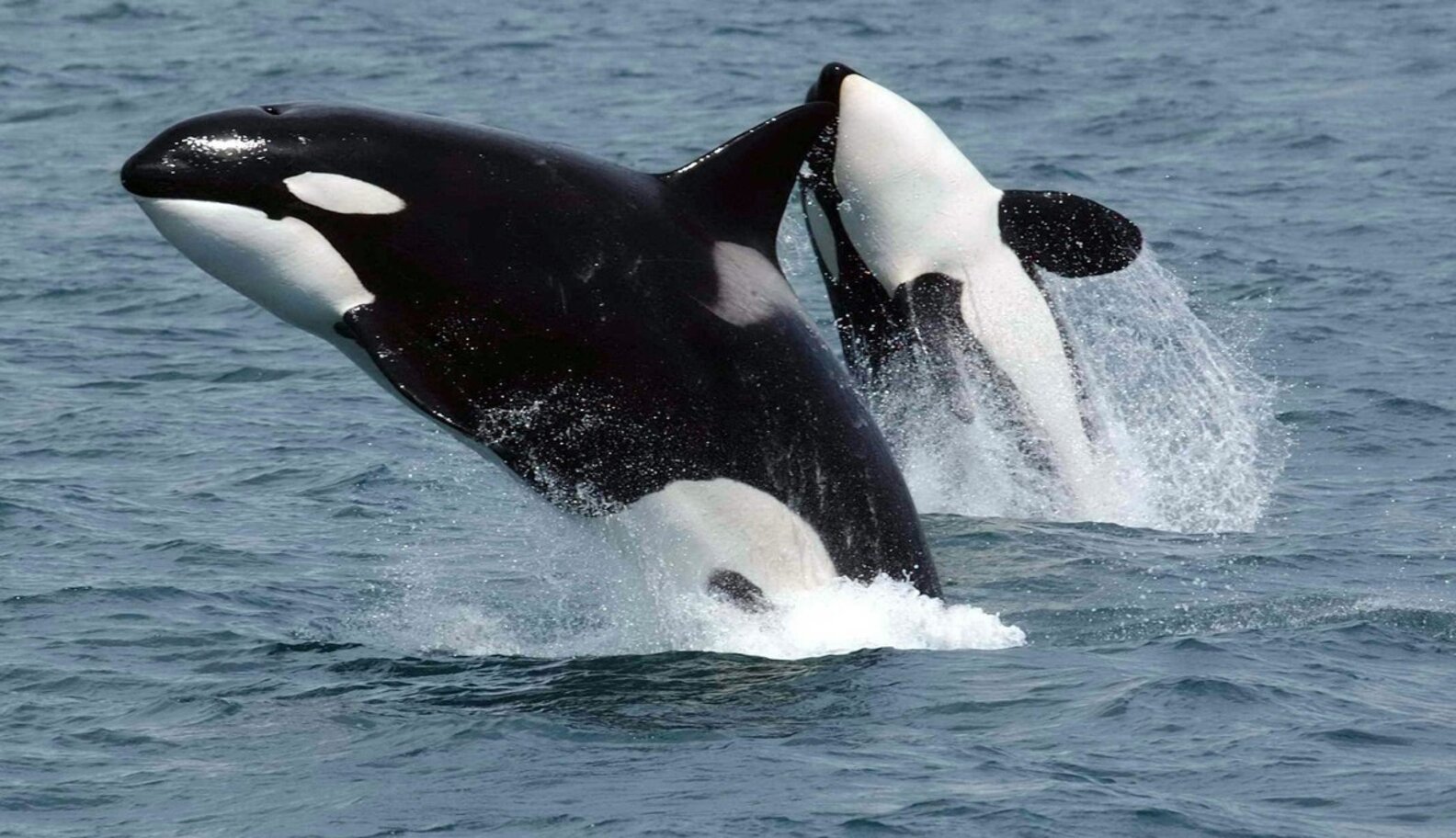 No Orca Show At Sochi Olympics, Source Confirms - The Dodo