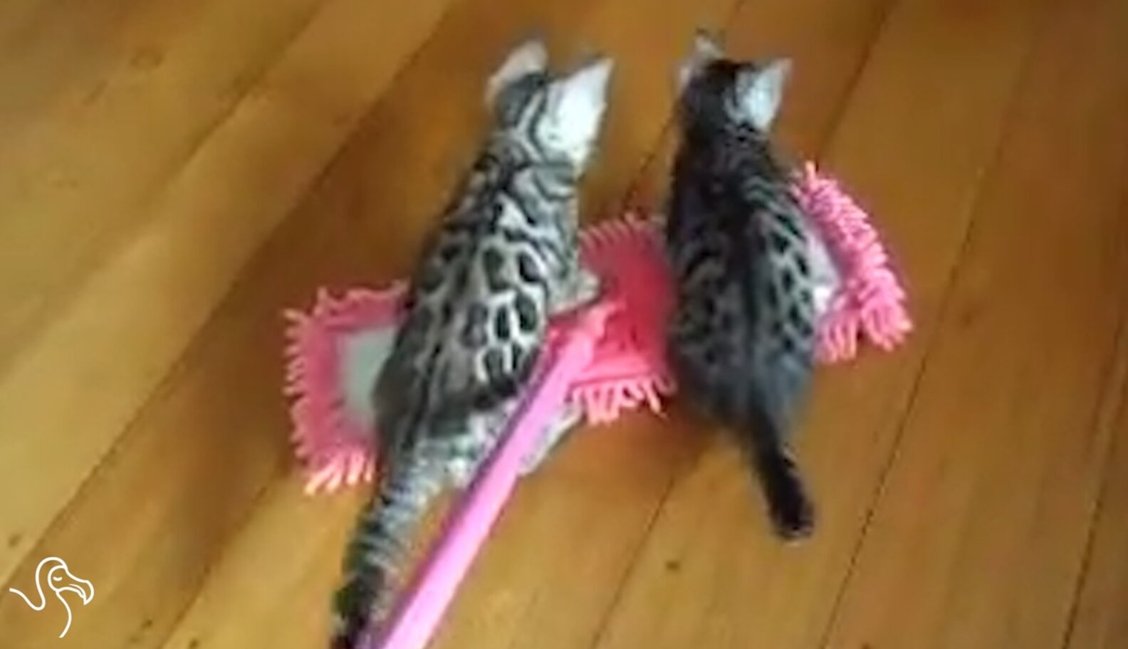 WATCH: Cats Riding Mops - The Dodo