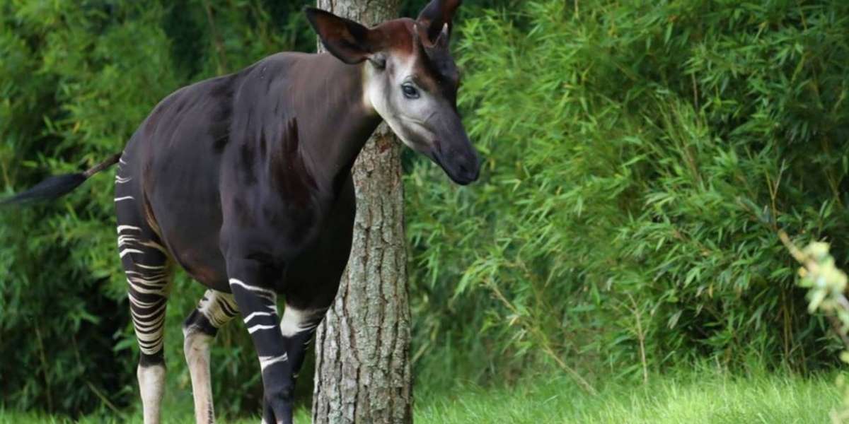 This Animal Speaks A Secret Language Only His Friends Can Hear - The Dodo