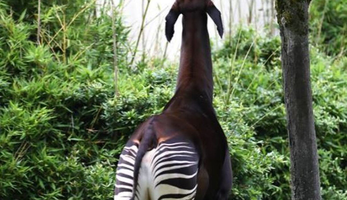 This Animal Speaks A Secret Language Only His Friends Can Hear - The Dodo