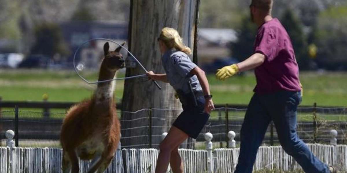 Llama Running In Circles Manages To Evade Authorities For Hours - The Dodo