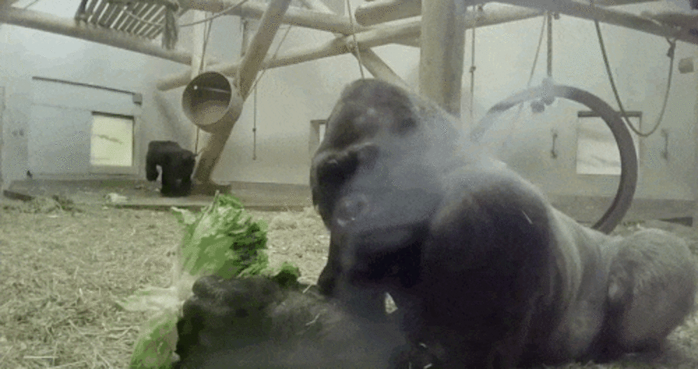 Gorilla Has Had It Up To Here With People Watching Him - The Dodo