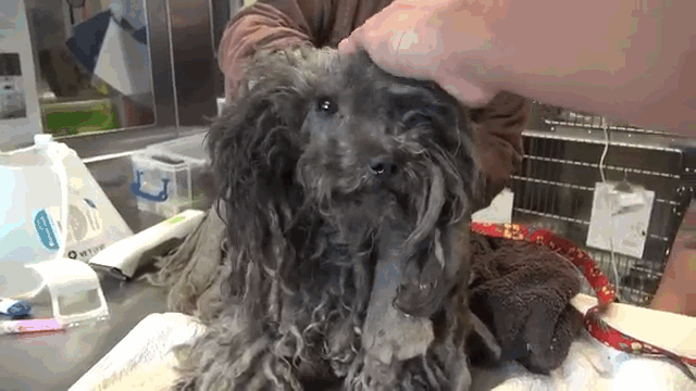 Watch A Dreadlocked Homeless Dog's Touching Rescue -- And His Mind ...
