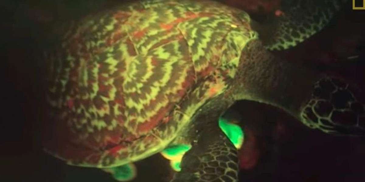 Scientists Are Adorably Excited To Discover Glowing Turtle - The Dodo