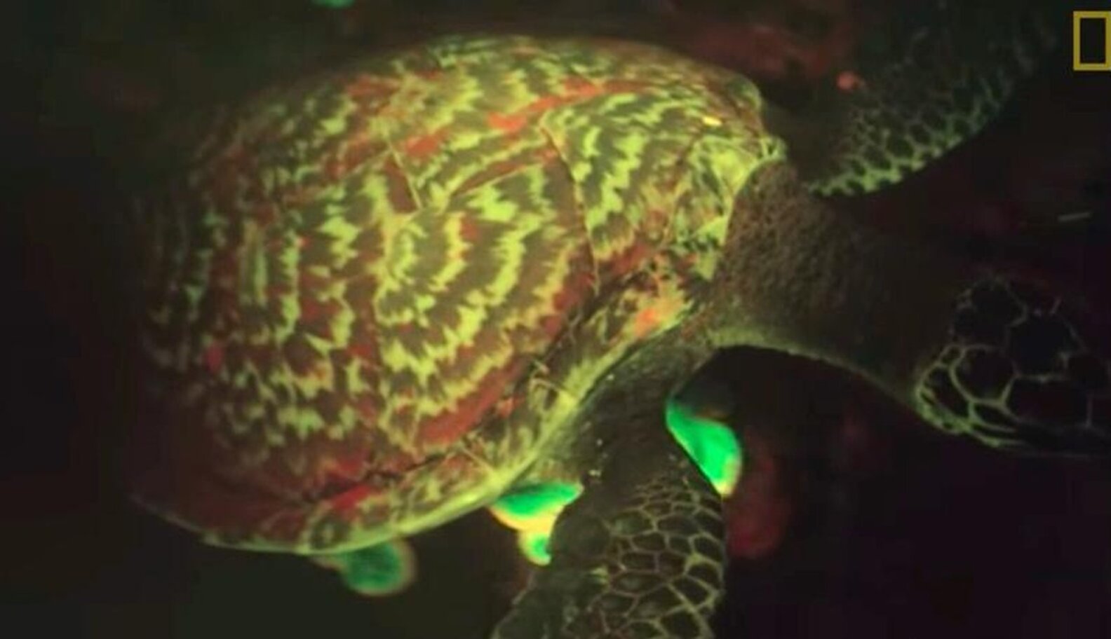 Scientists Are Adorably Excited To Discover Glowing Turtle - The Dodo
