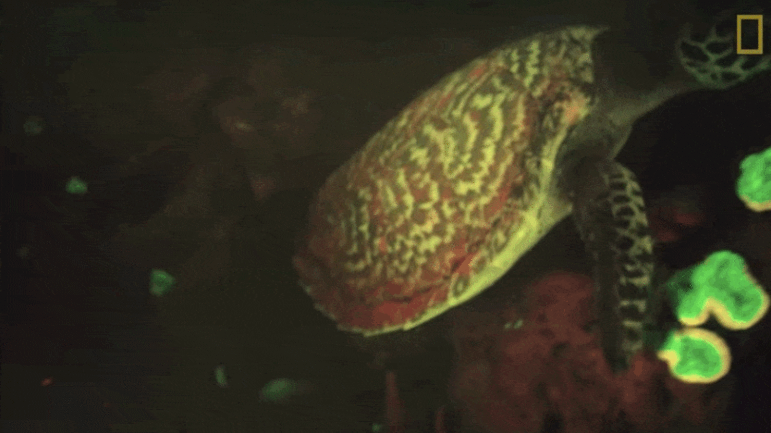 Scientists Are Adorably Excited To Discover Glowing Turtle - The Dodo