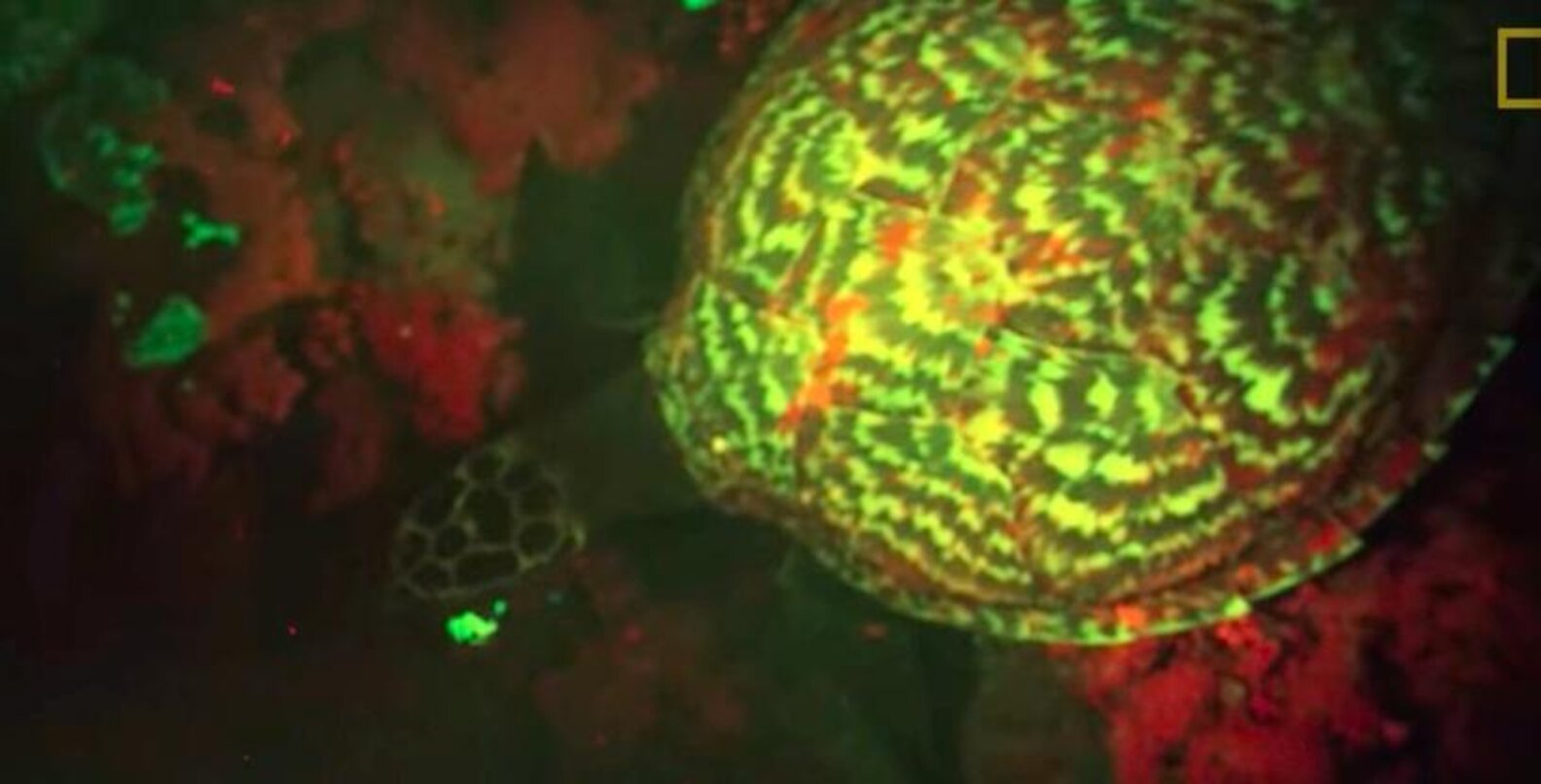 Scientists Are Adorably Excited To Discover Glowing Turtle - The Dodo