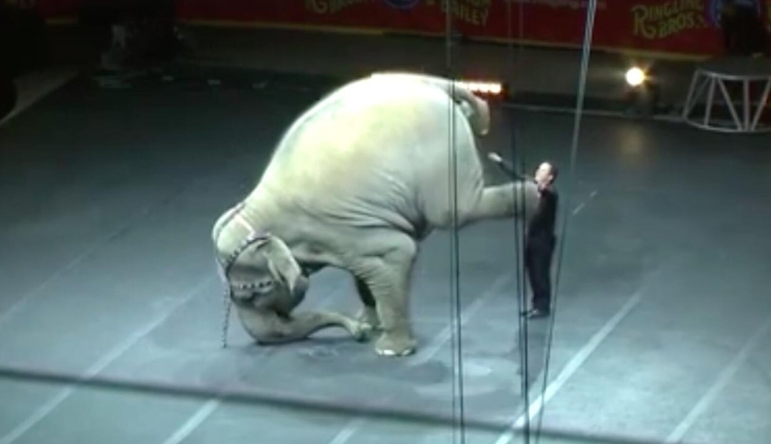 Ringling Elephants Perform Their Last-Ever Circus Show - The Dodo