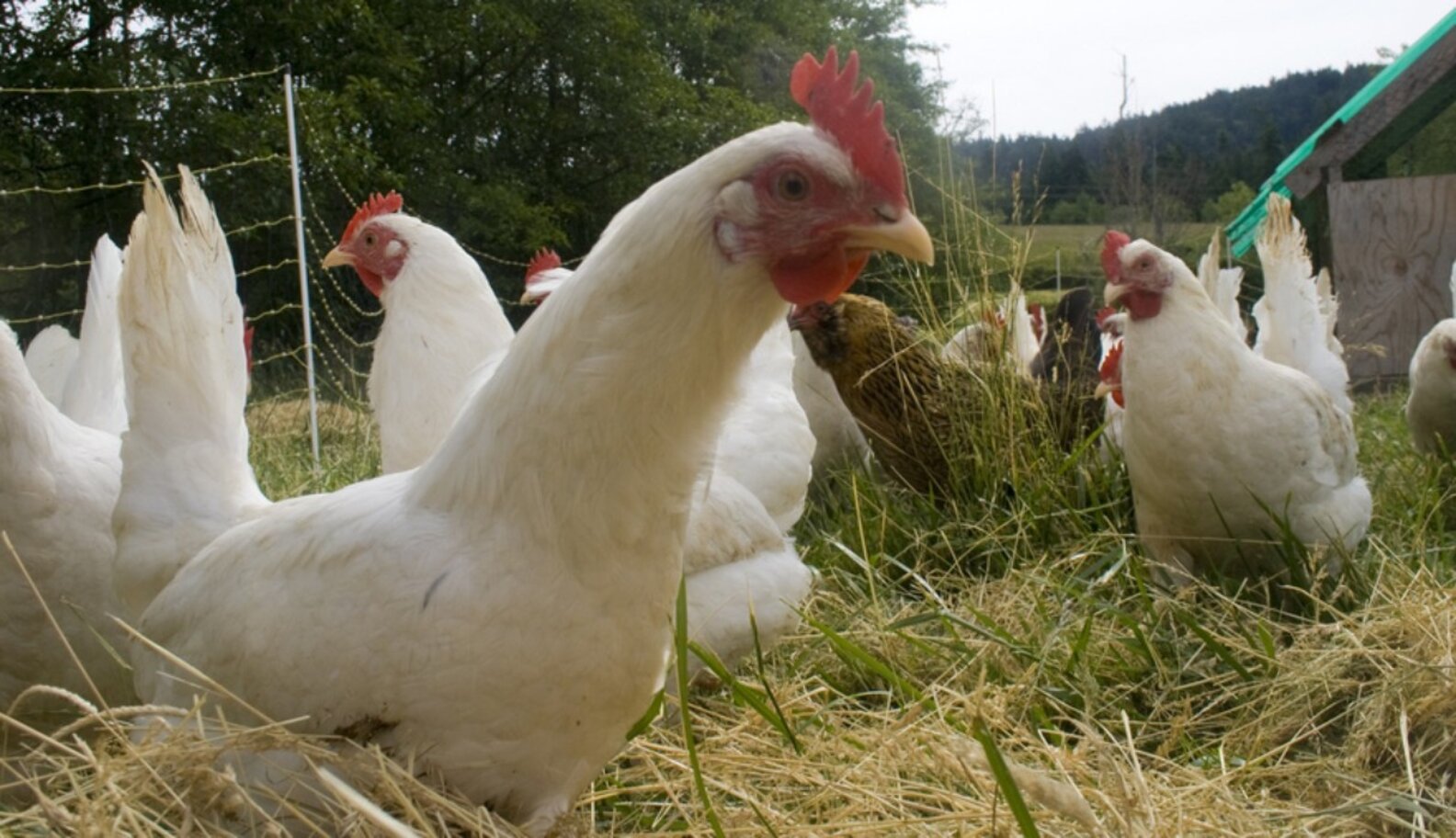 Exposing The Shocking Slaughter Of Egg-Laying Hens - The Dodo