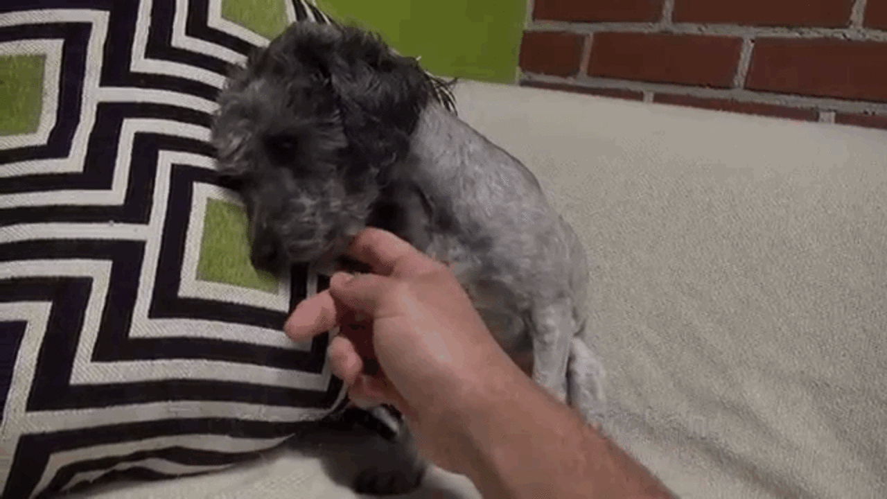 Watch A Dreadlocked Homeless Dog's Touching Rescue -- And His Mind ...