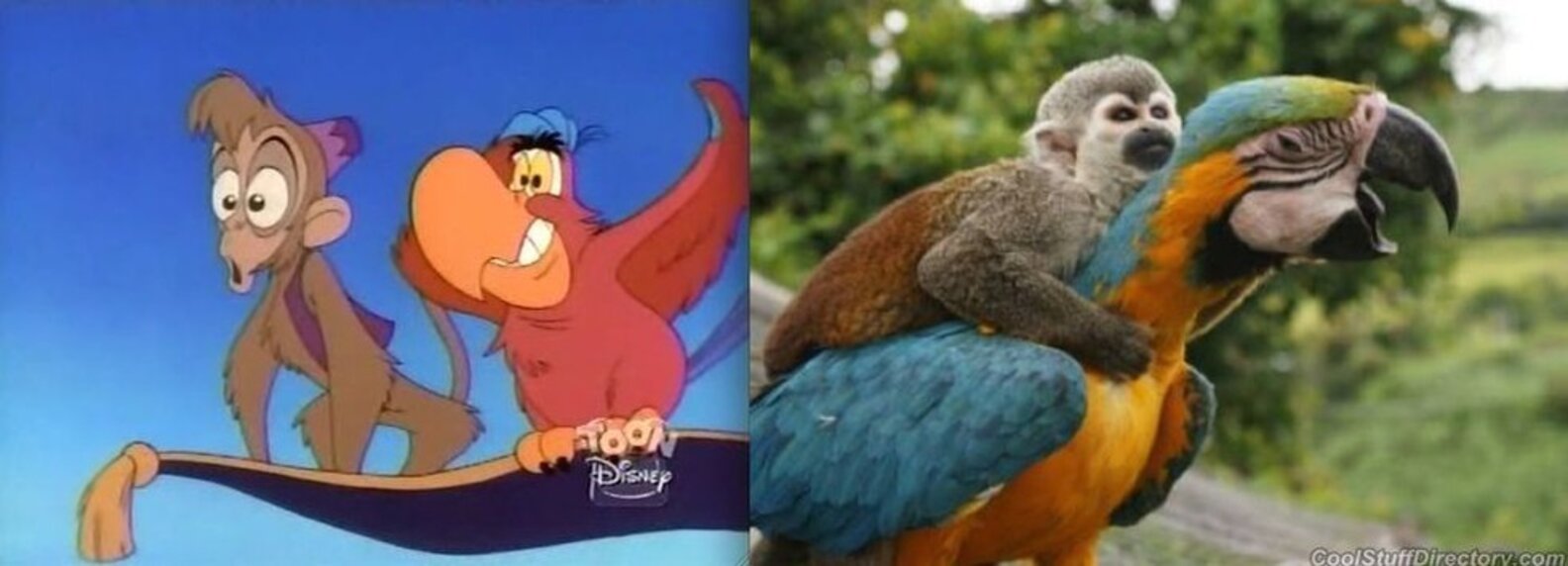 Cartoon Animals in Real Life - The Dodo