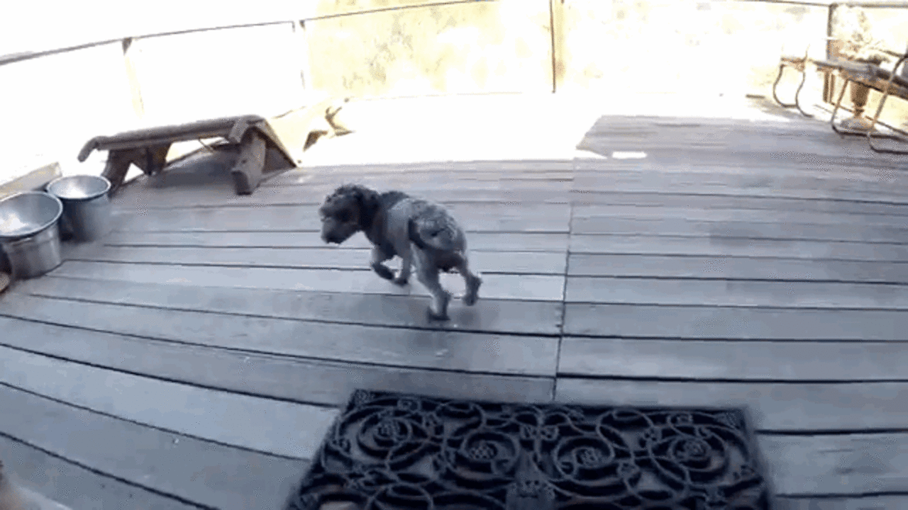 Watch A Dreadlocked Homeless Dog's Touching Rescue -- And His Mind ...