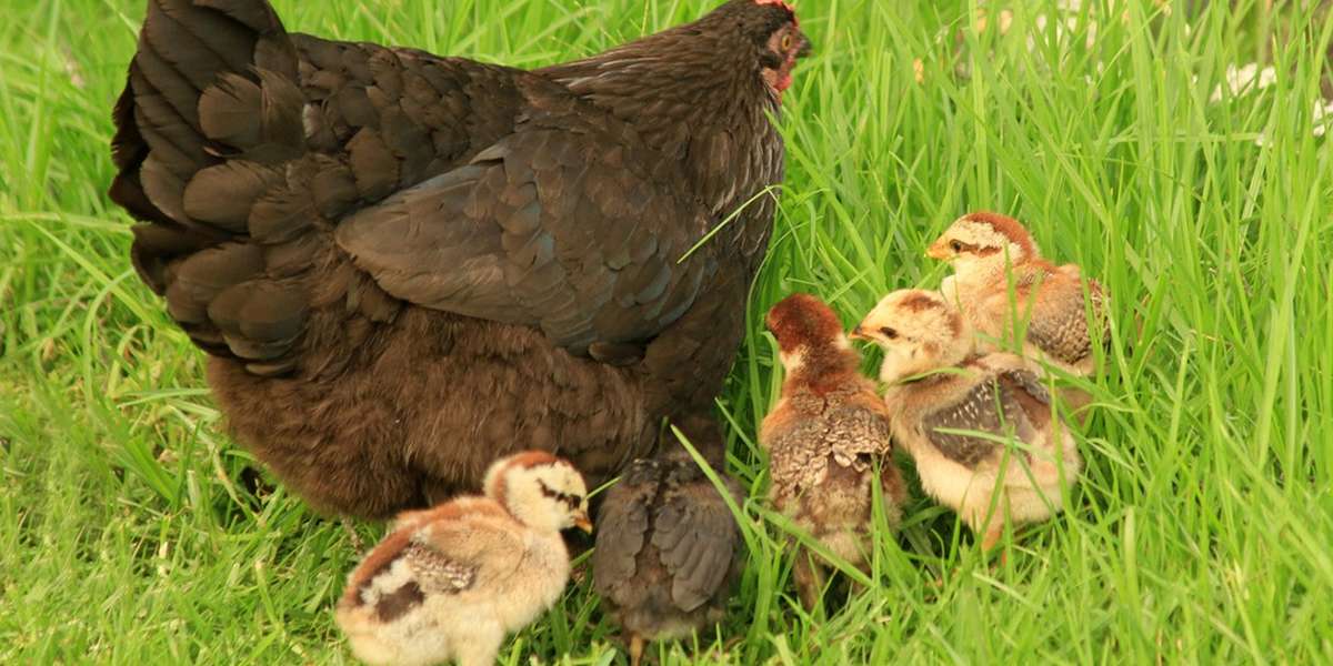 Compassion Spreads Across Country For Suffering Chickens - The Dodo