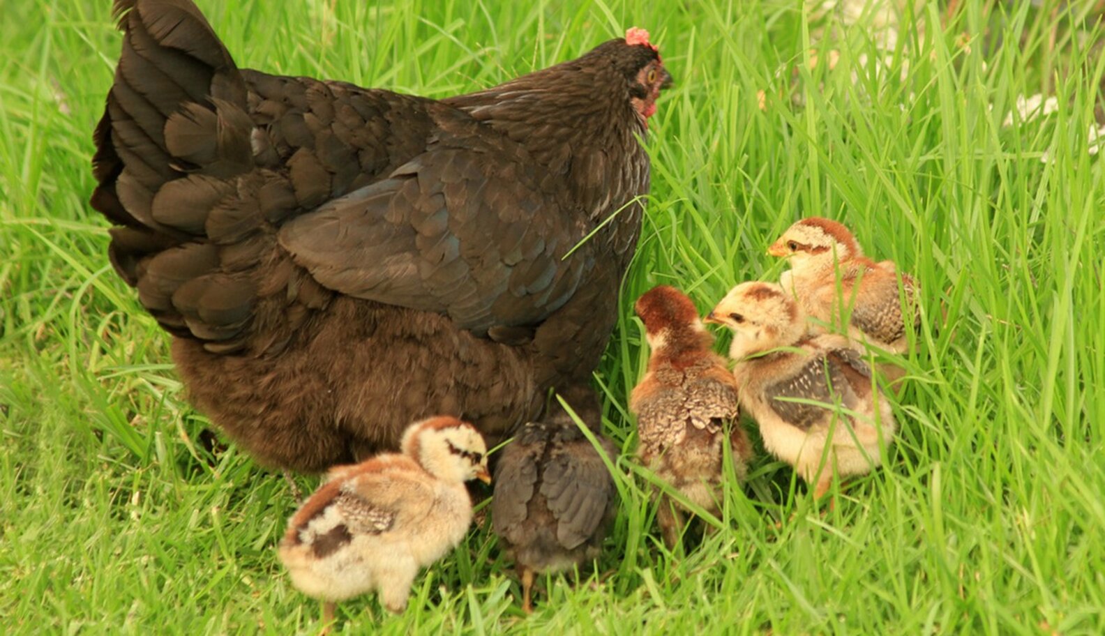 Compassion Spreads Across Country For Suffering Chickens - The Dodo