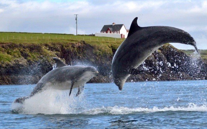 Famous Solitary Dolphin Makes New Friends - The Dodo