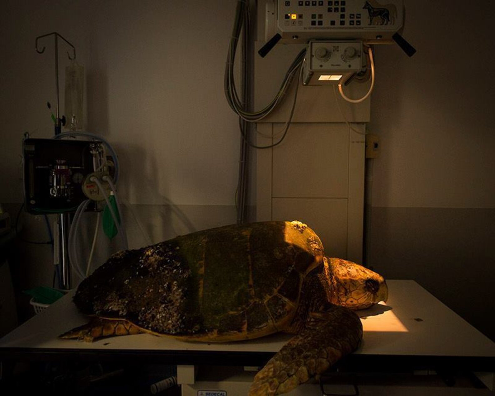 Fishermen Find Sick Sea Turtle Who Really Needs Their Help - The Dodo