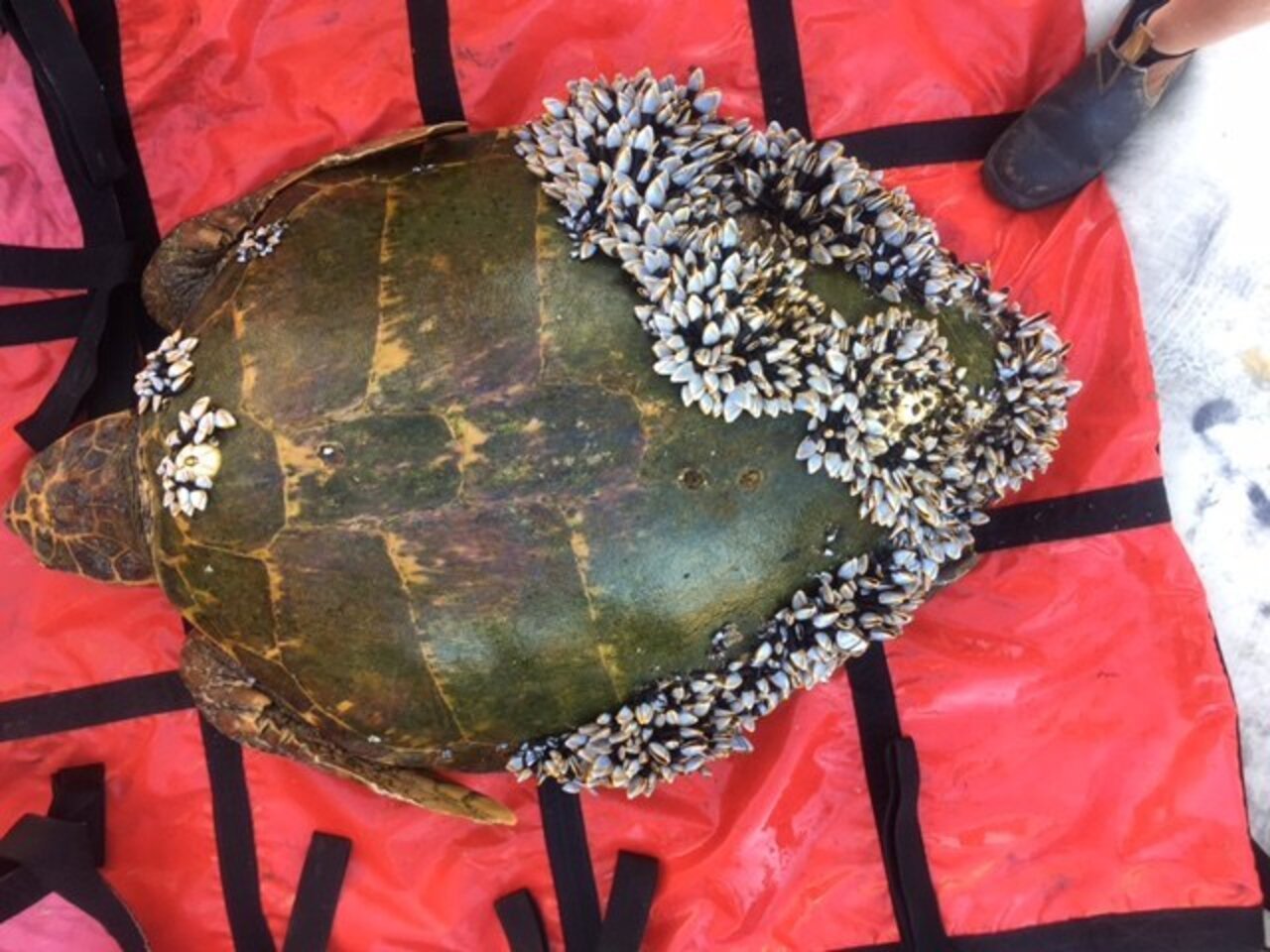 Fishermen Find Sick Sea Turtle Who Really Needs Their Help - The Dodo