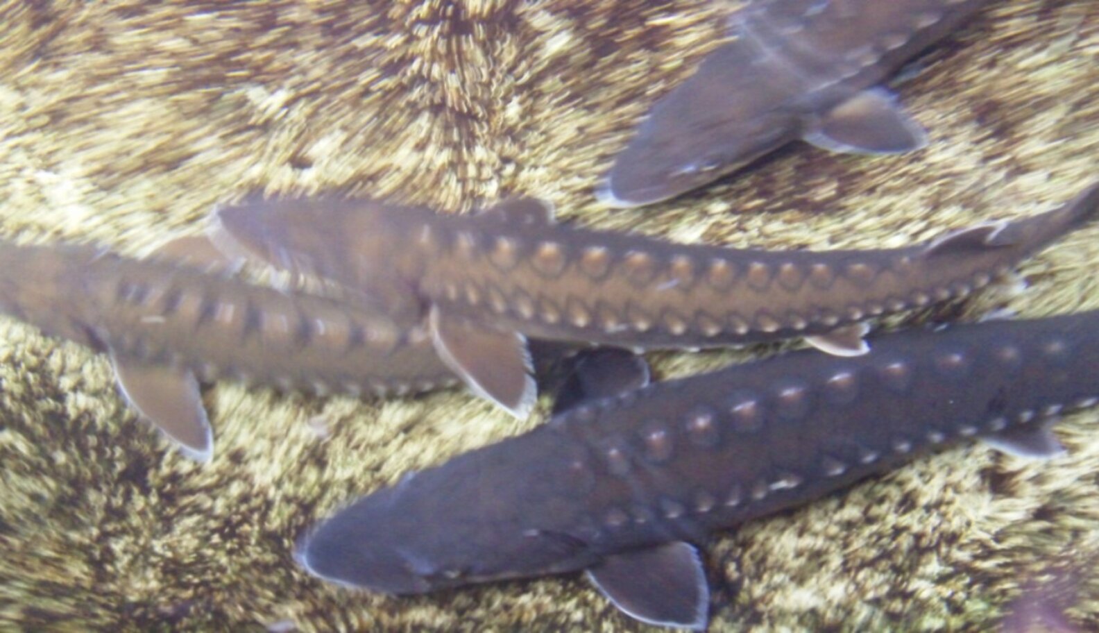 Endangered New York Fish Get A Brew Named In Their Honor - The Dodo