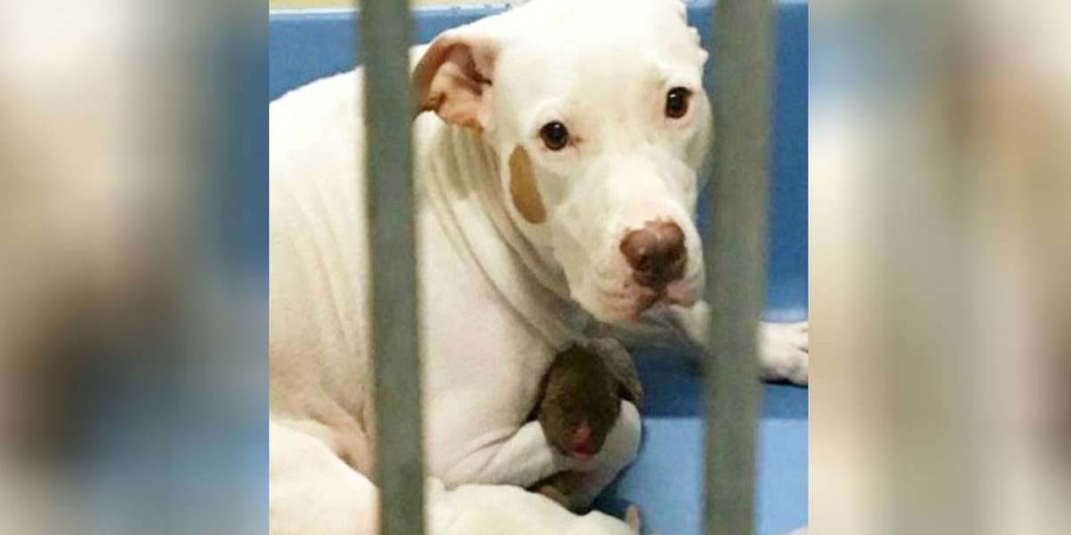 Scared Mother Dog Clings To Her Babies At The Shelter - The Dodo