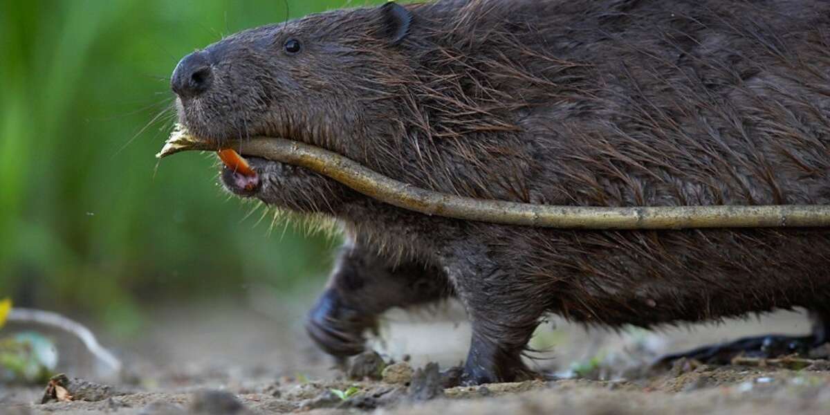 England’s First Wild Beavers In 500 Years To Be Captured And Sent To A ...
