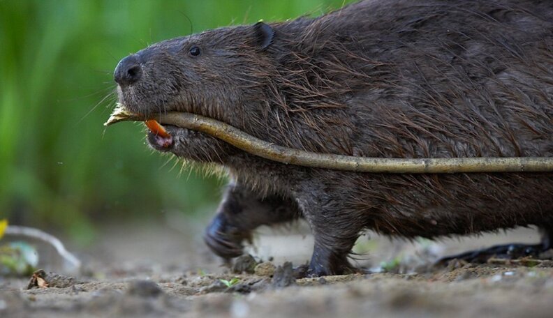 England’s First Wild Beavers In 500 Years To Be Captured And Sent To A ...