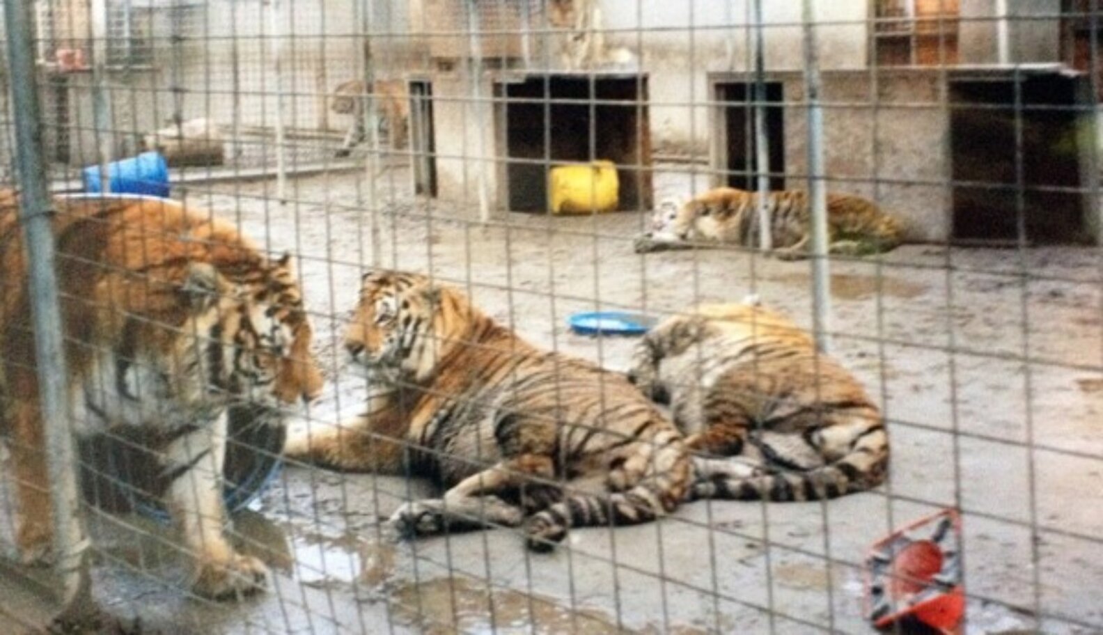Largest Big Cat Rescue in U.S. History Still Teaches Us About the ...