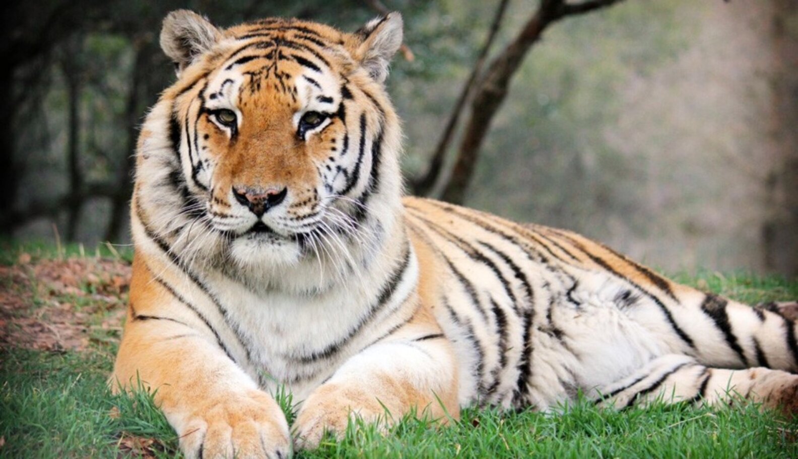 Largest Big Cat Rescue in U.S. History Still Teaches Us About the ...