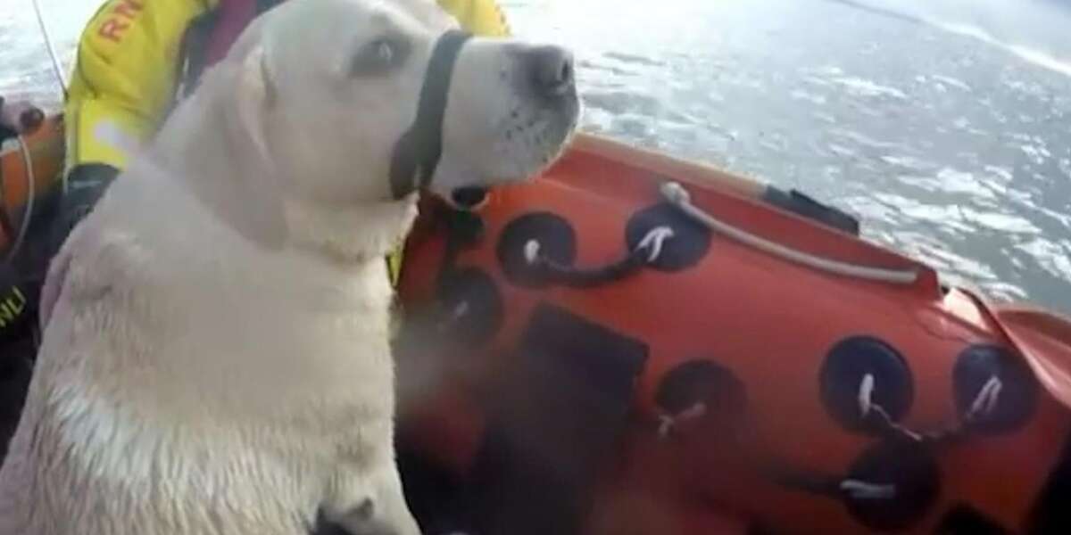 Dog Gets Rescued After Falling Off A 100-Foot Cliff - The Dodo