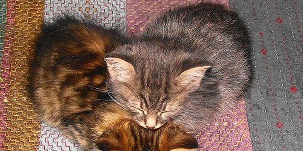 12 Very Important Cat Shapes The Dodo