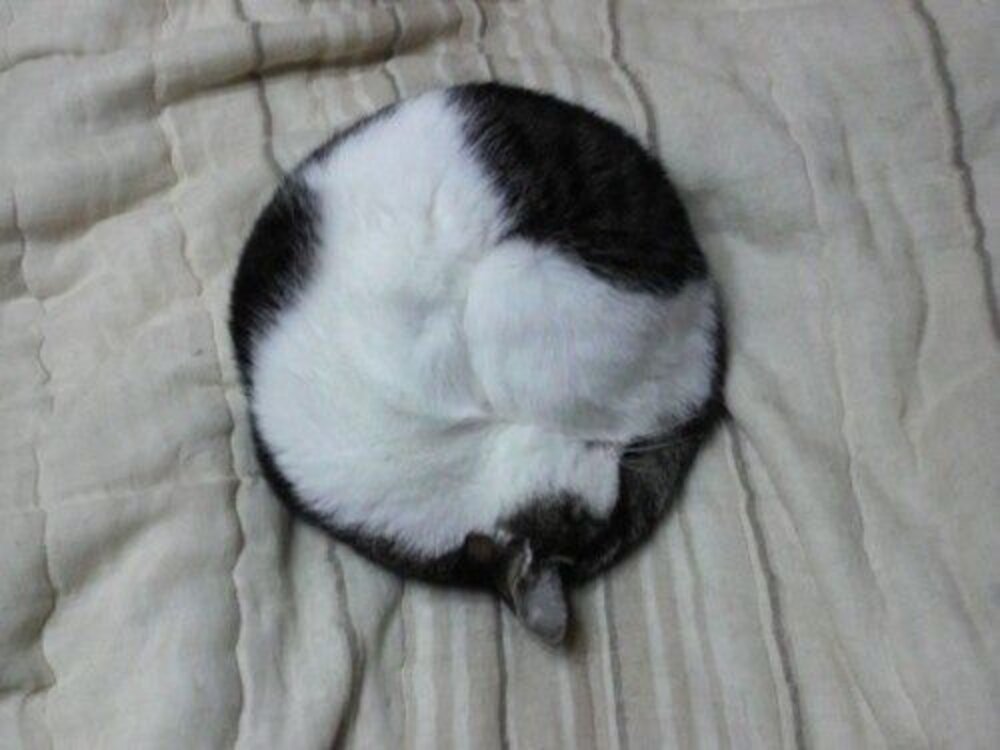 12 Very Important Cat Shapes - The Dodo