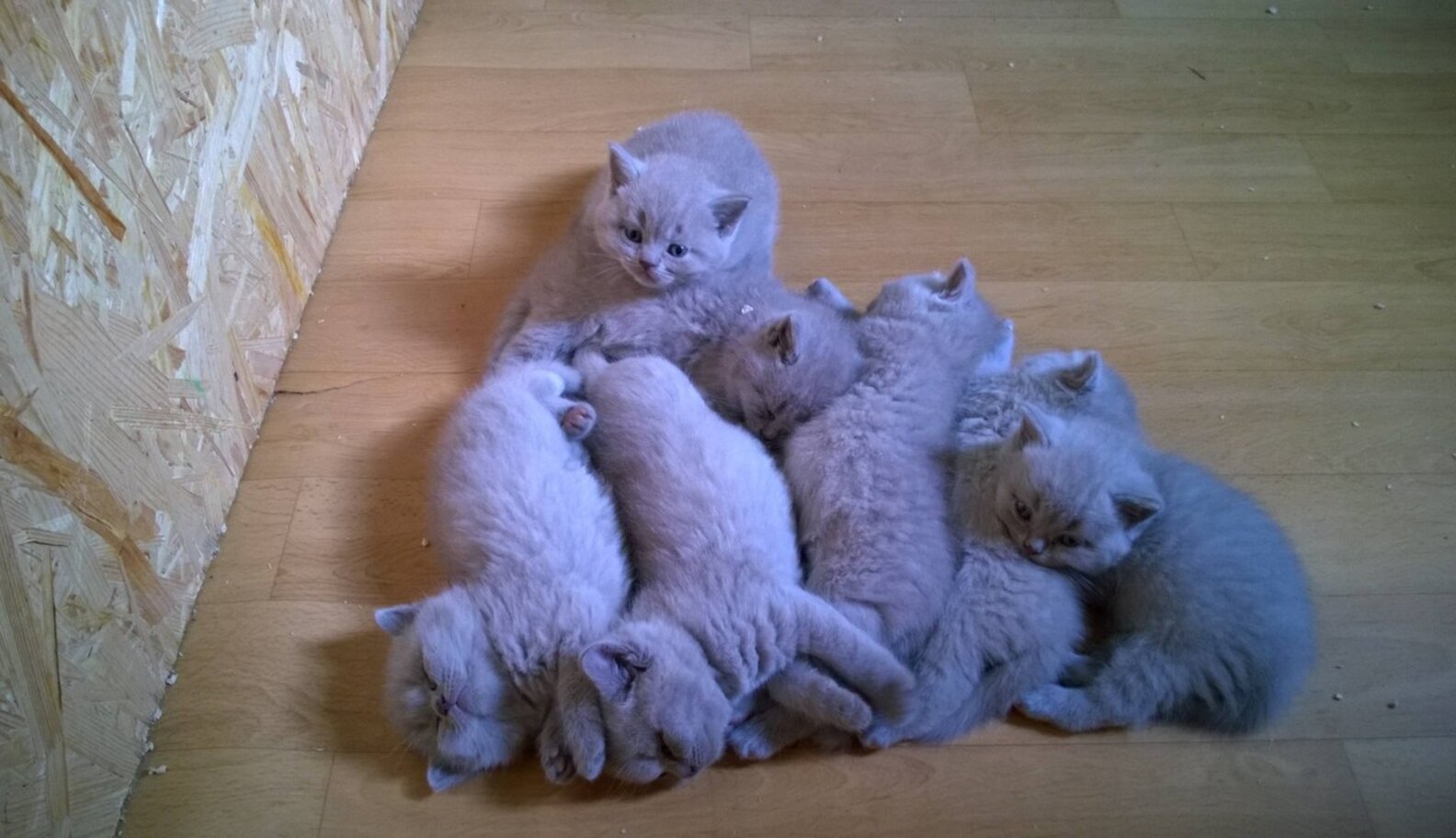 12 Very Important Cat Shapes - The Dodo