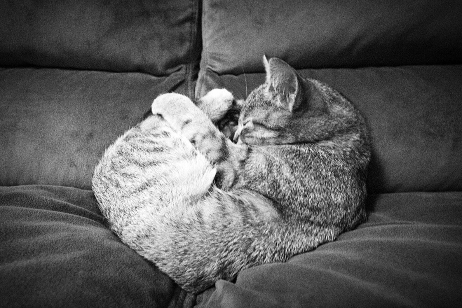 12 Very Important Cat Shapes - The Dodo