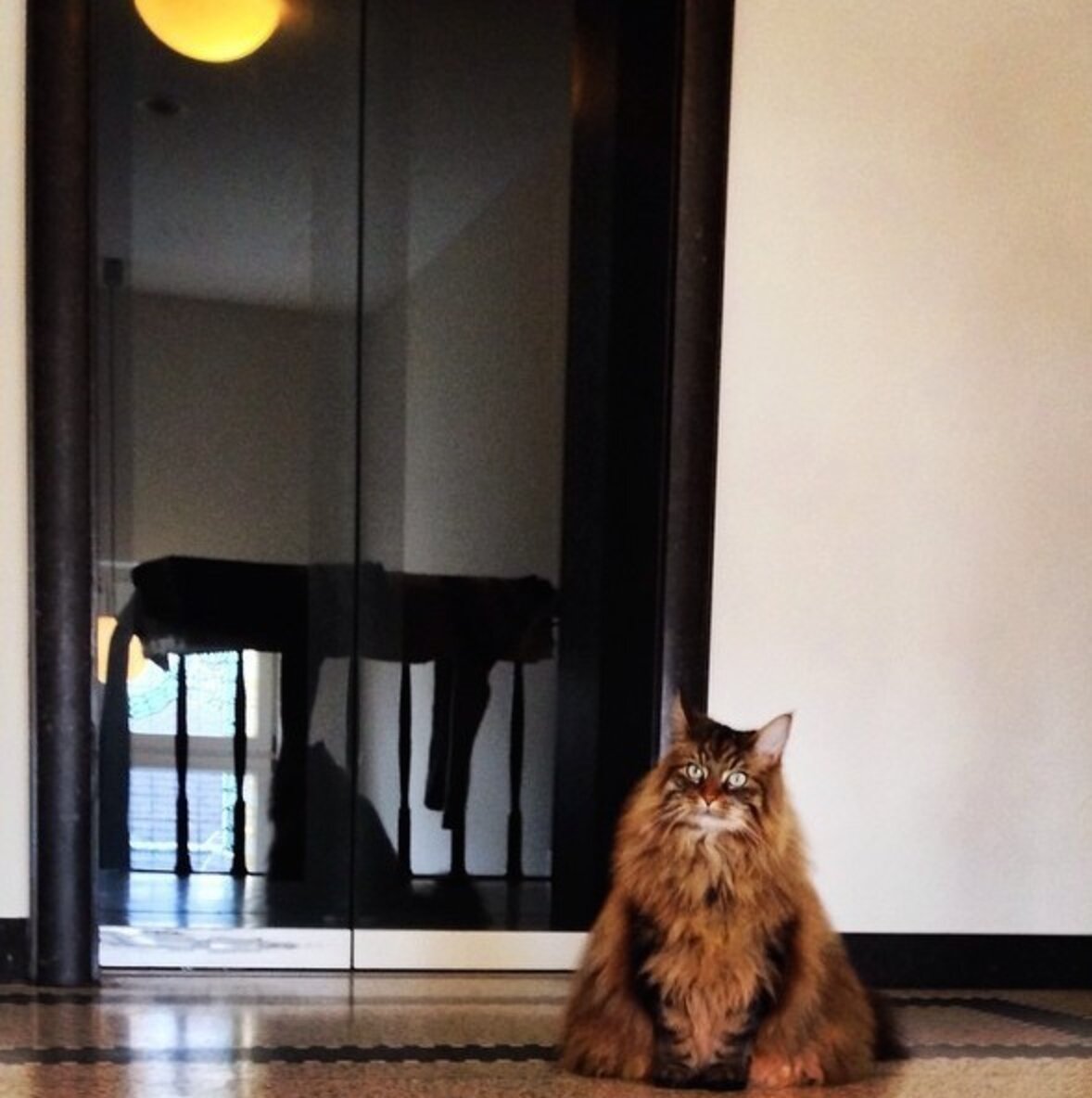 12 Very Important Cat Shapes - The Dodo