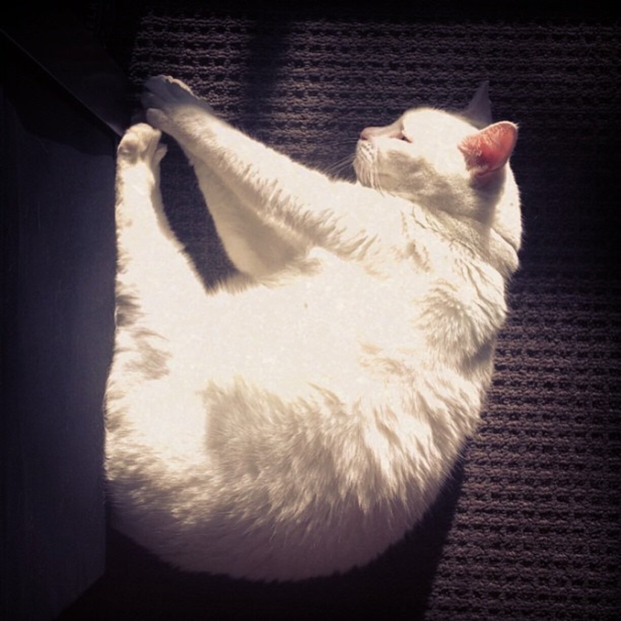 12 Very Important Cat Shapes - The Dodo