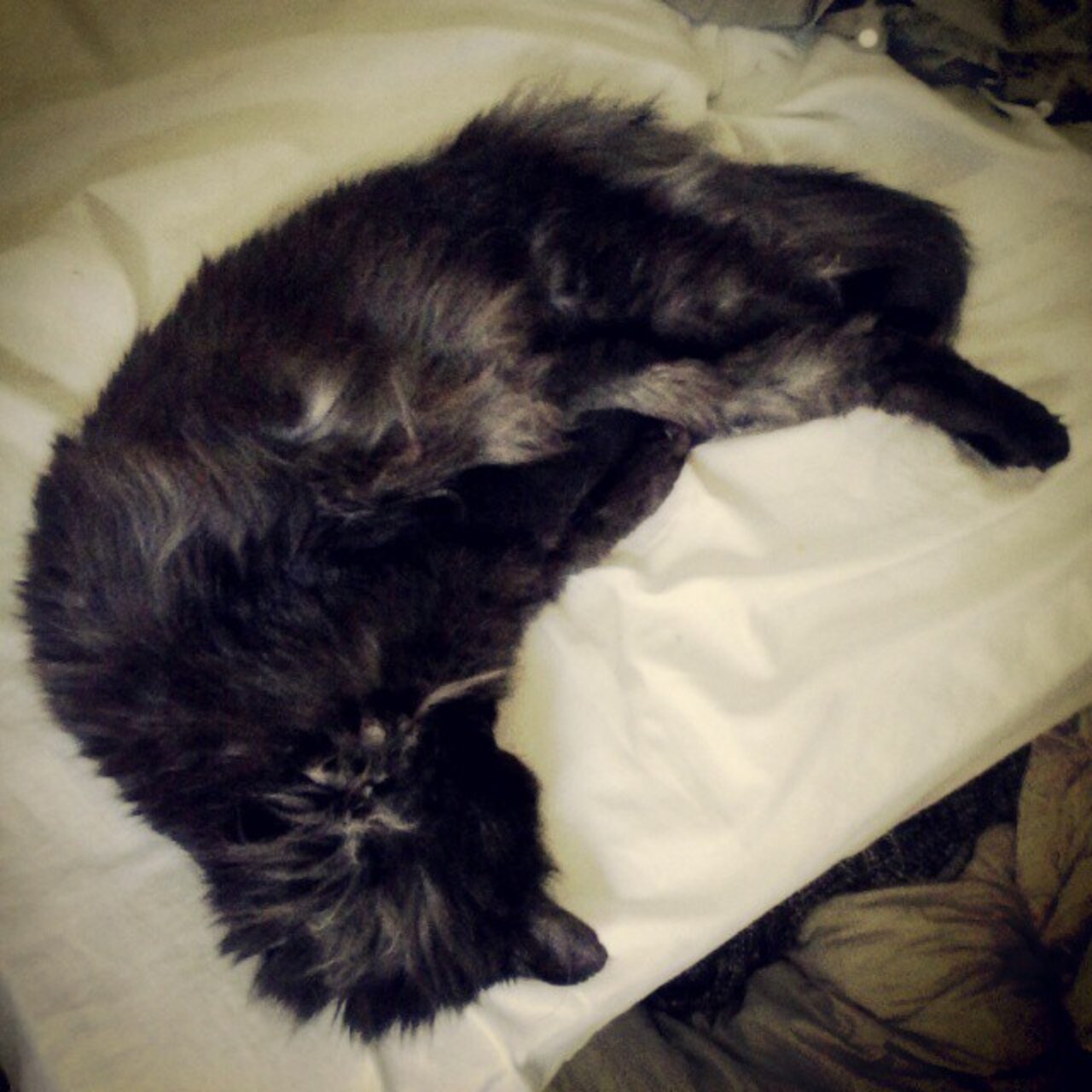 12 Very Important Cat Shapes - The Dodo