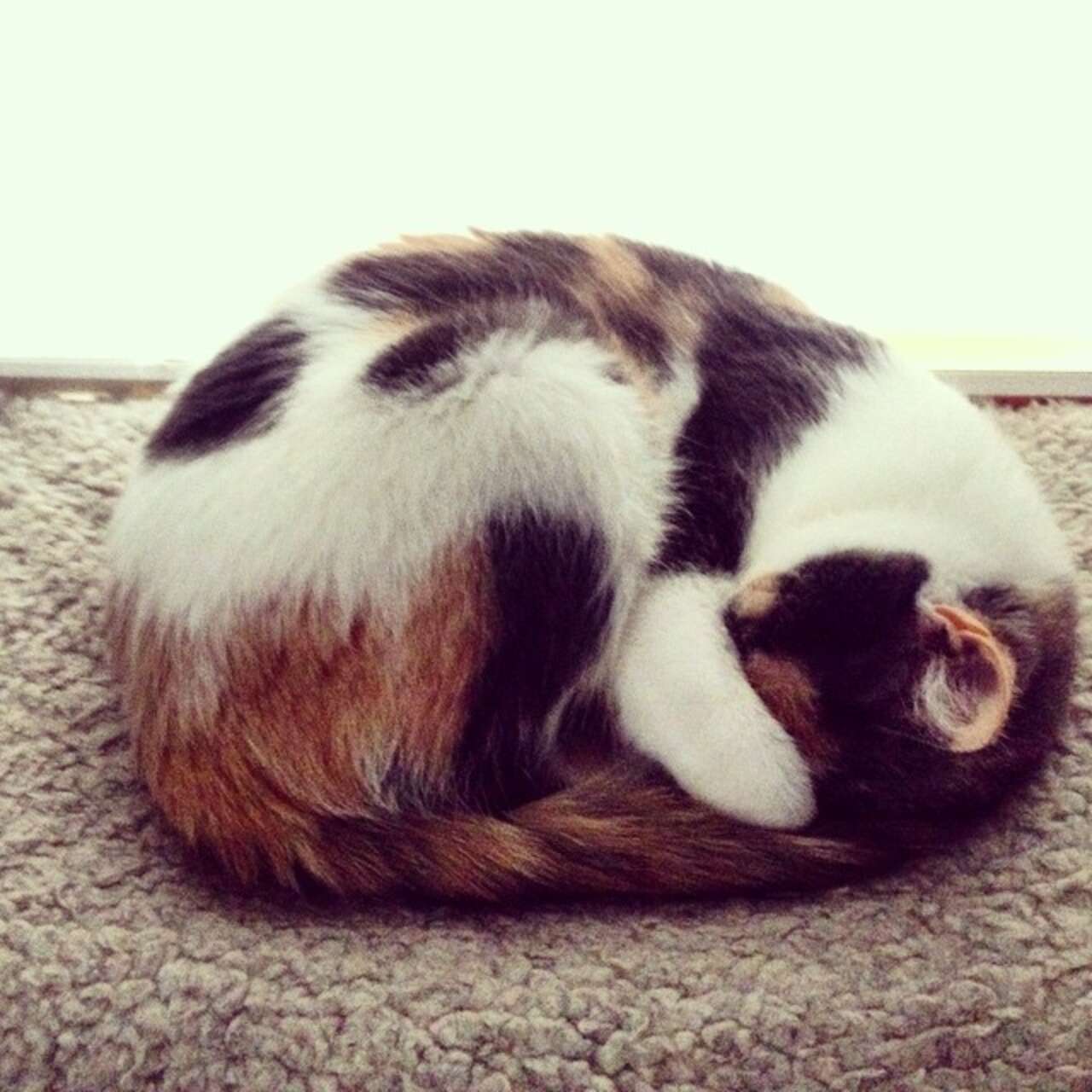 12 Very Important Cat Shapes - The Dodo