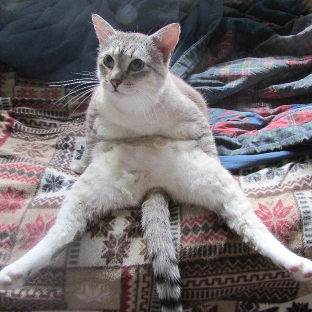 12 Very Important Cat Shapes - The Dodo