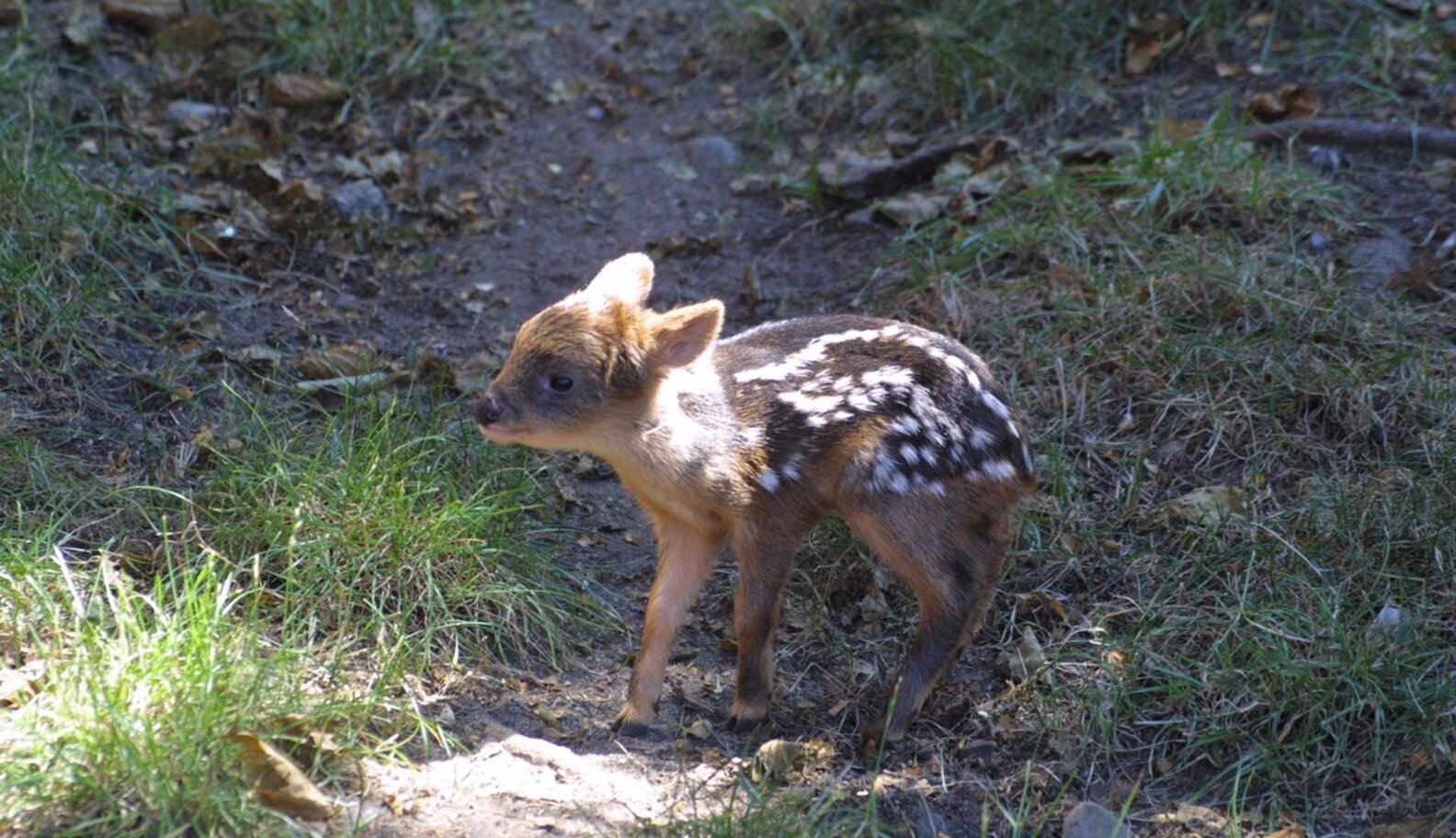 Meet The World's Tiniest, Most Magical Deer - The Dodo