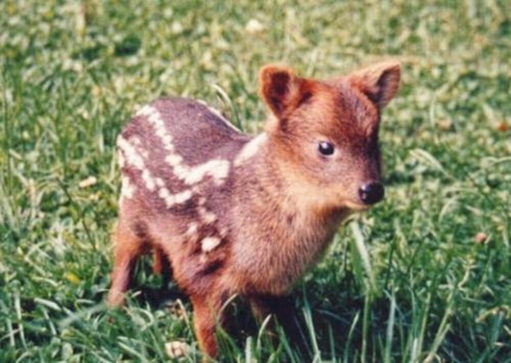 Meet The World's Tiniest, Most Magical Deer - The Dodo